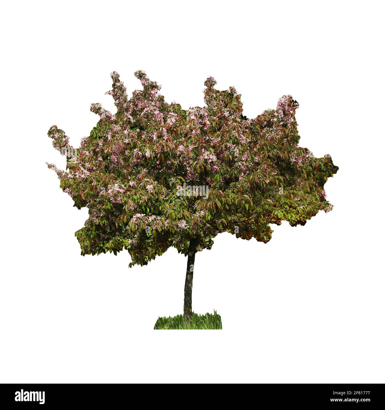 Beautiful tree with blossoms and green leaves isolated on white Stock ...