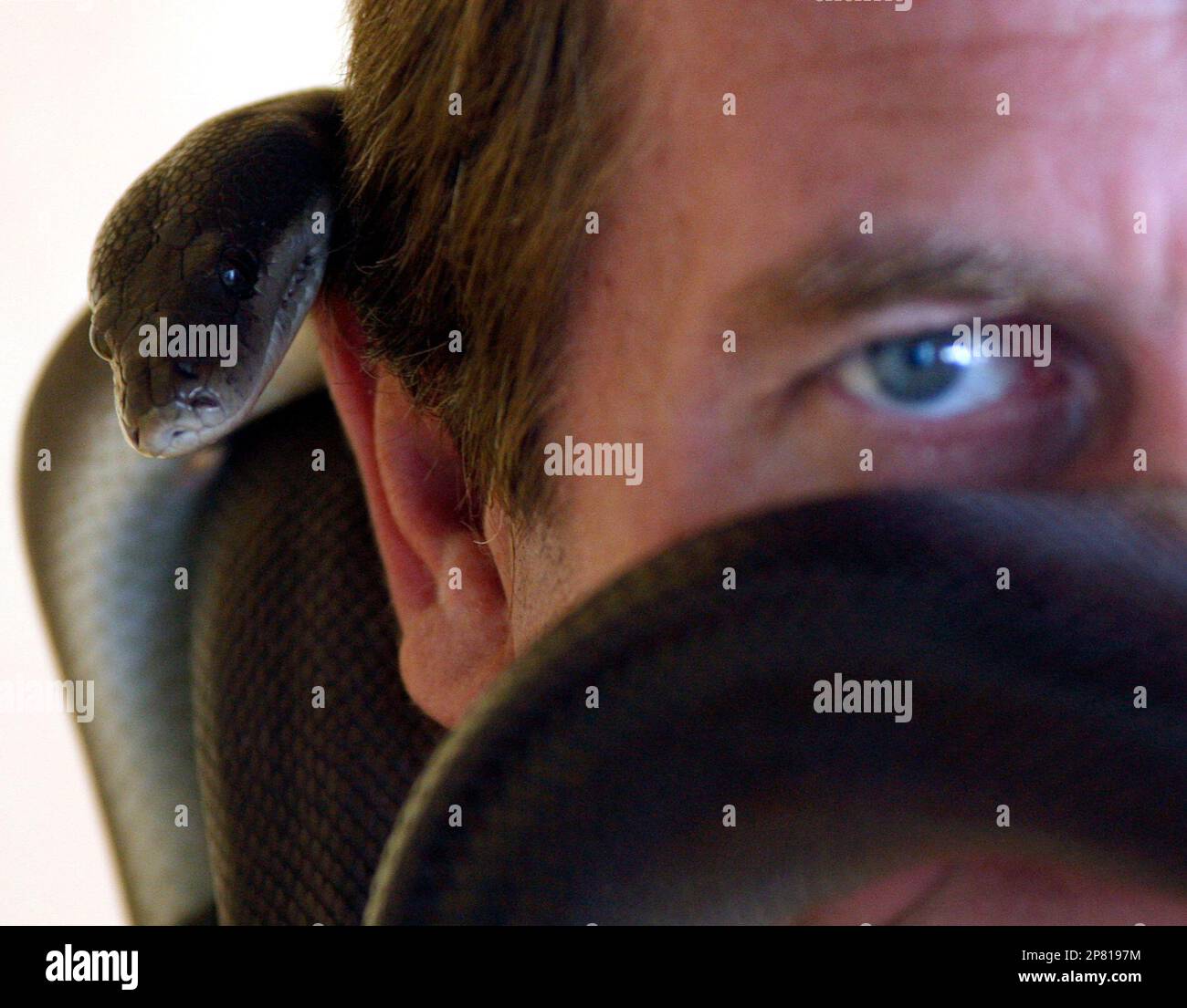 Keeper John Mostyn lets a diamond python wrap itself around his head at ...