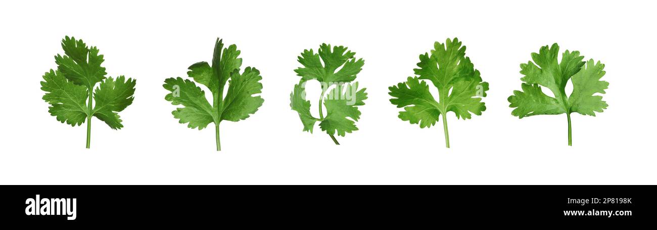 Set with fresh coriander leaves on white background. Banner design ...