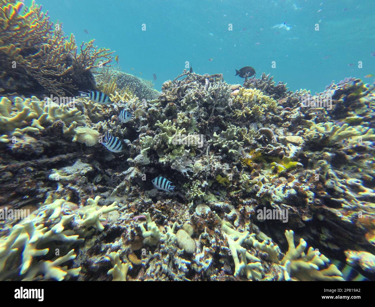 Idyllic shot of a coral reef surrounded by a school of fish in Riung on Flores Stock Photo - Alamy