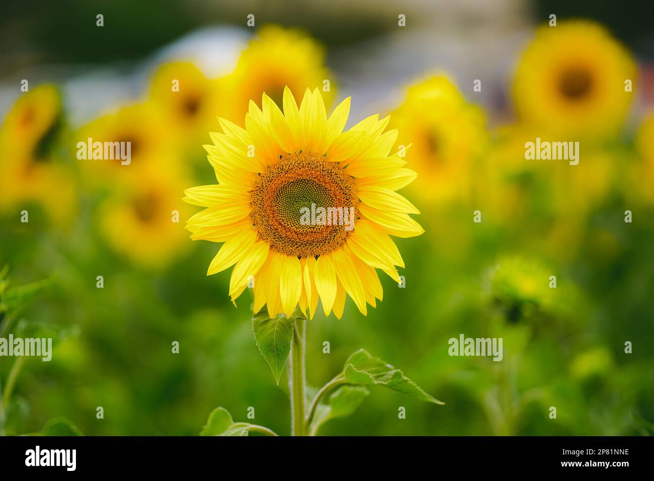 Sunflower garden in Australia Stock Photo - Alamy