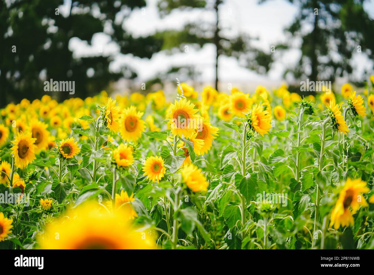 Sunflower garden in Australia Stock Photo - Alamy