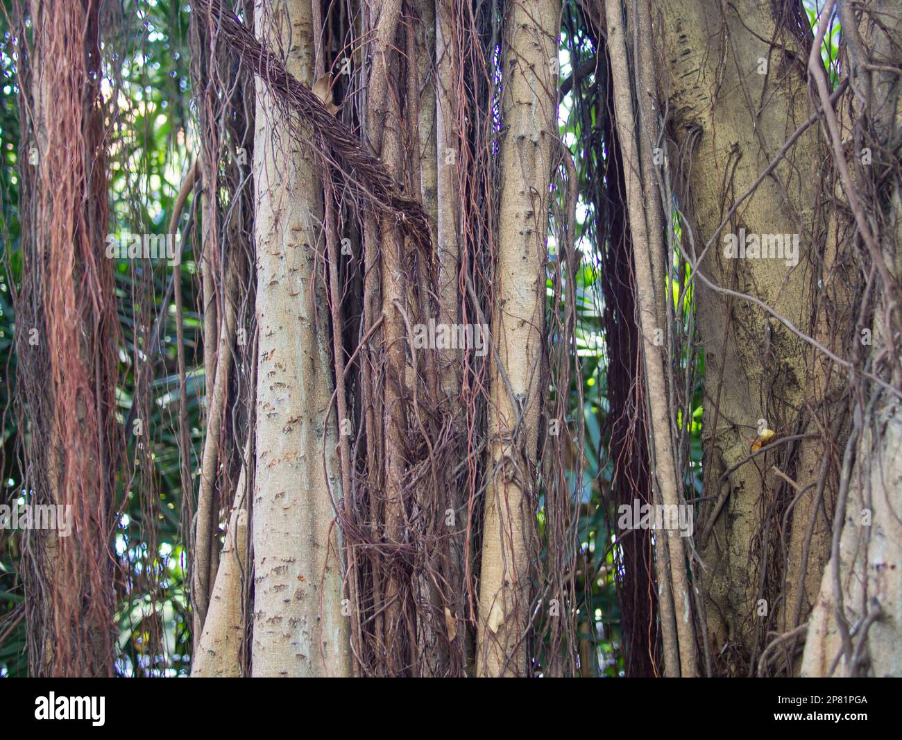 Aerial roots of an old banyan tree Stock Photo - Alamy