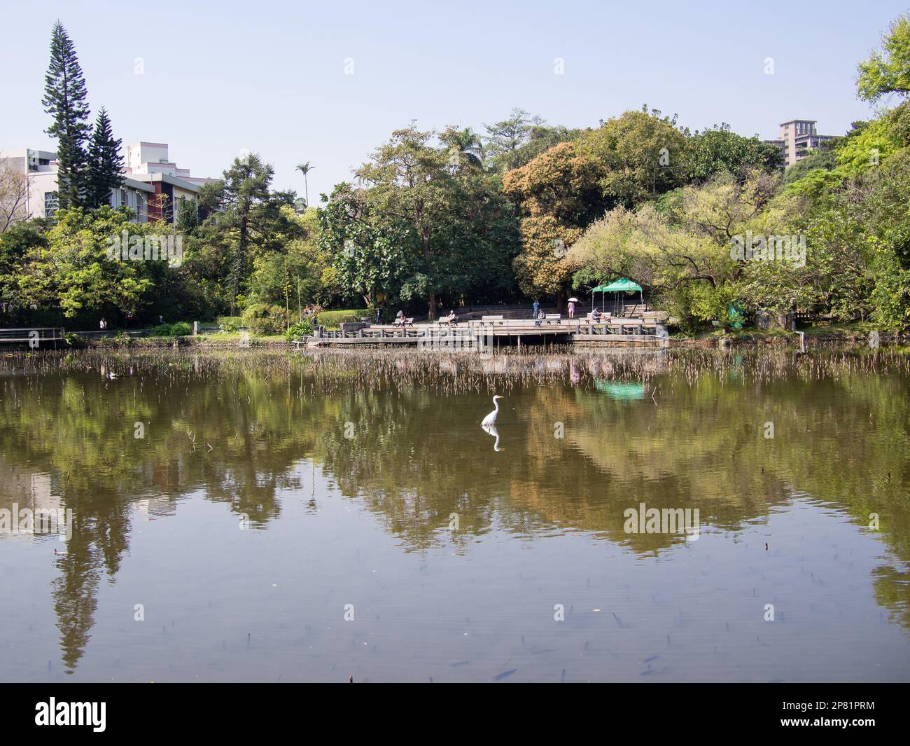 The Lotus Pond at Taipei Botanical Garden in Taipei, Taiwan. In ...