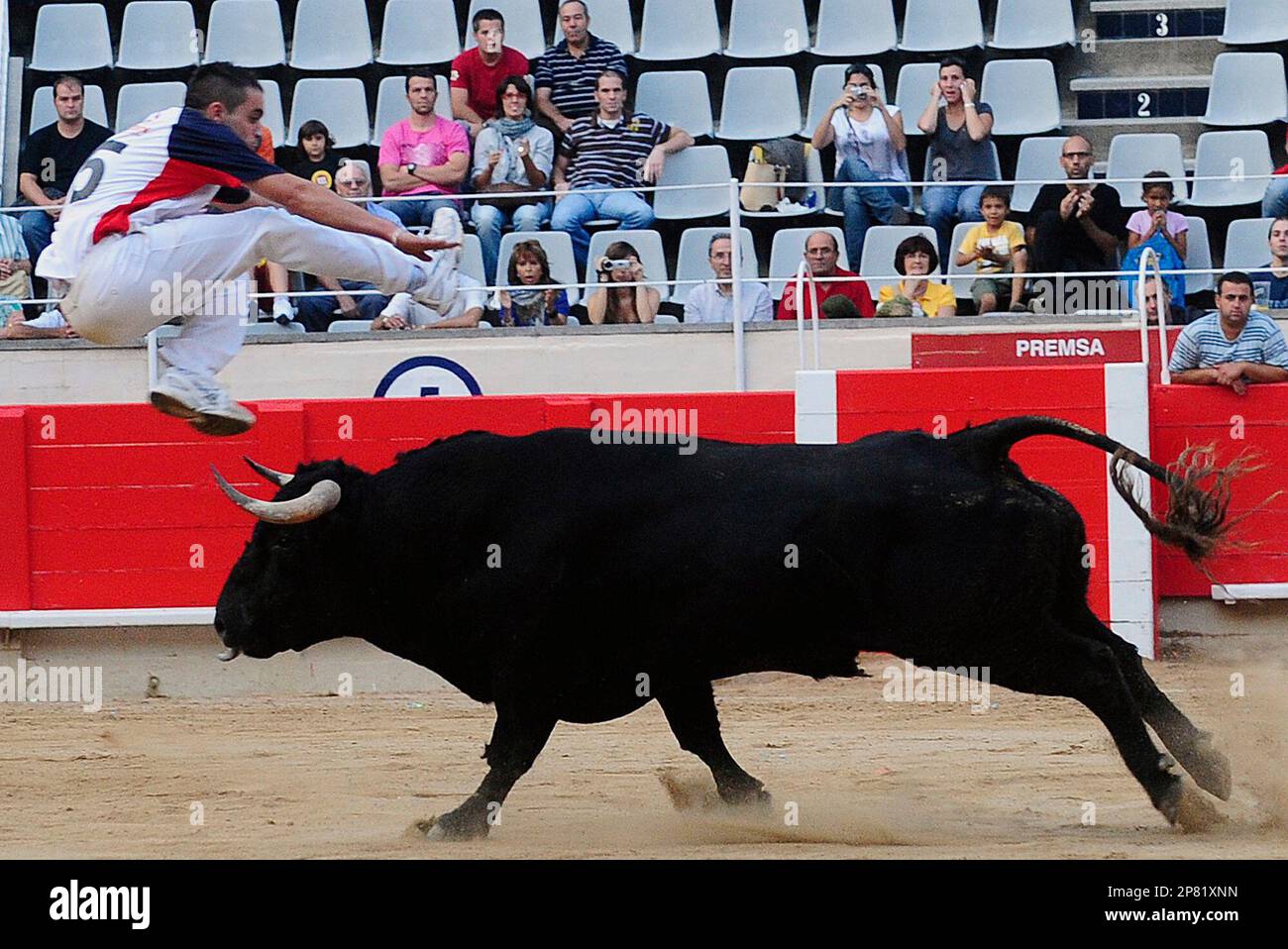 A 'recortador' jumps over a bull during a bull leaping contest show at ...