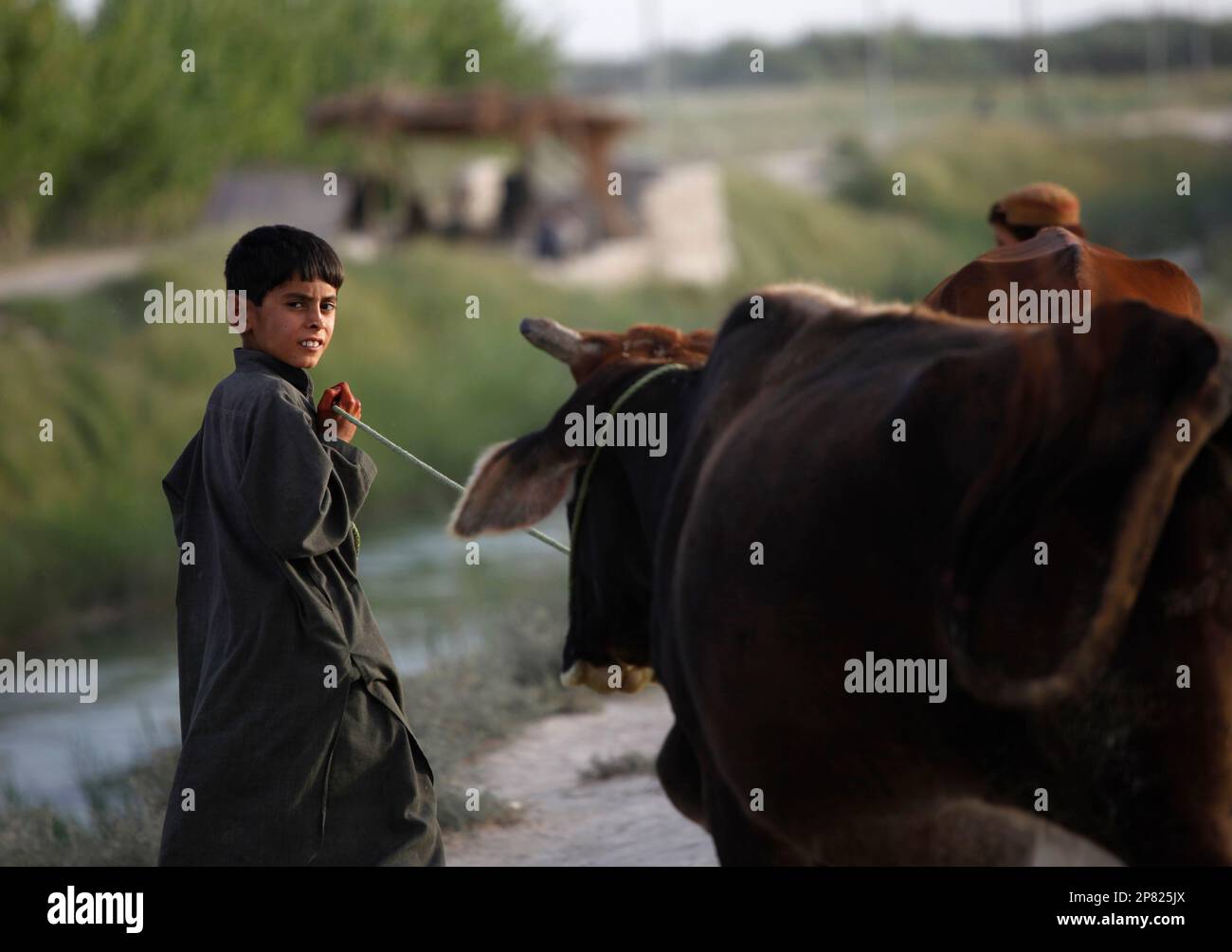 An Afghan farm boy leads his cow from a field, in Nawa district ...