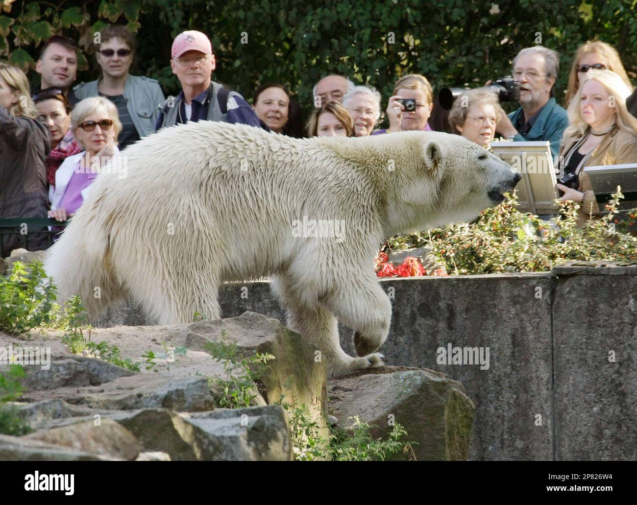Female polar bear Giovanna, seen, in an enclosure, at the zoo, in ...