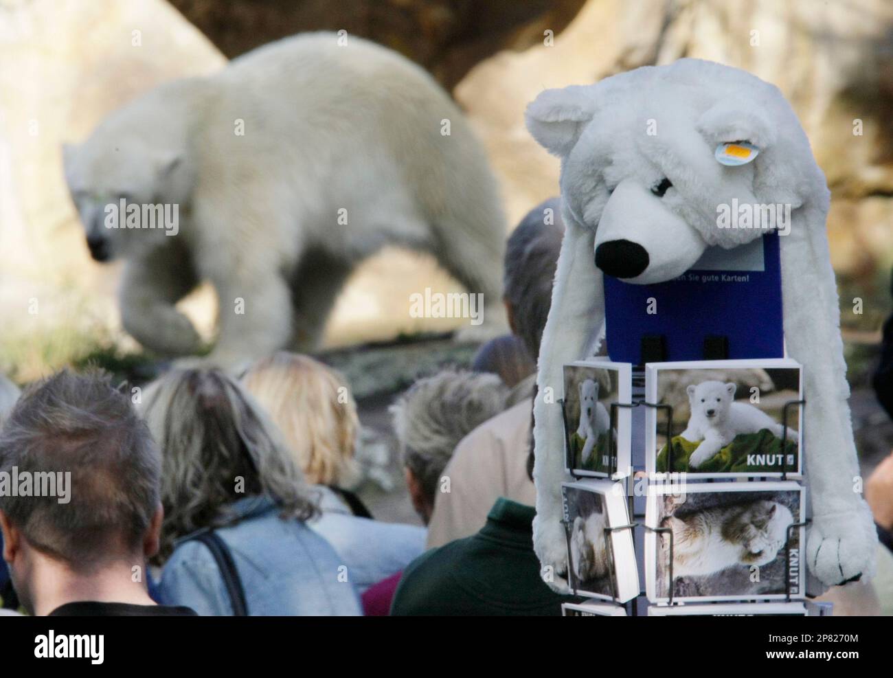 Eisbaerin Giovanna laeuft am Mittwoch, 23. September 2009 durch ein ...