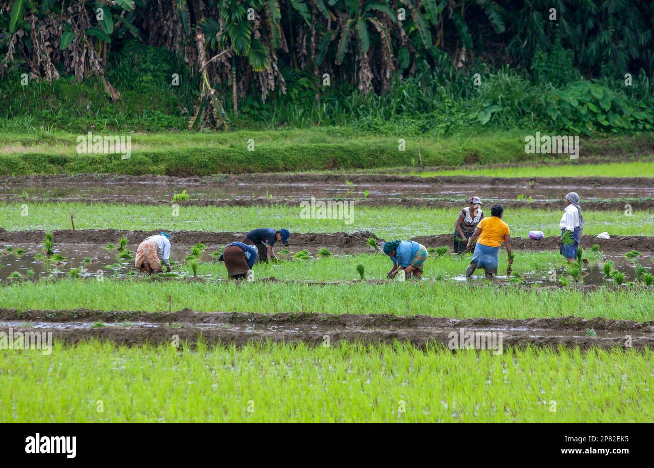 Women plant rice seedlings into an irrigated paddy field at Udunuwara ...
