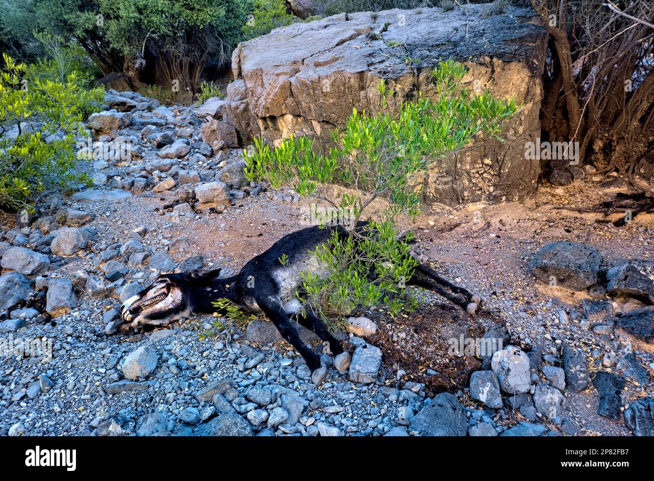 Dead donkey in the Western Hajar Mountains, Misfat Al Abriyeen, Oman ...
