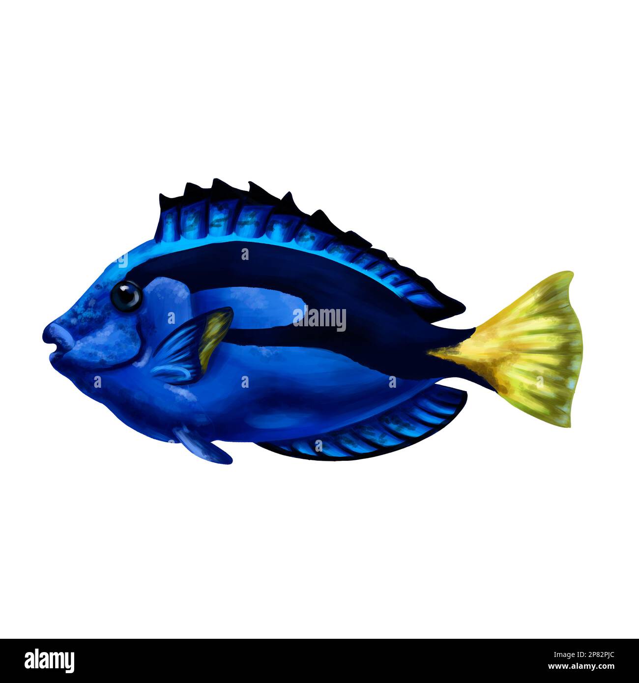 Bright blue surgeon royal. Exotic sea fish. Holidays in the tropics ...