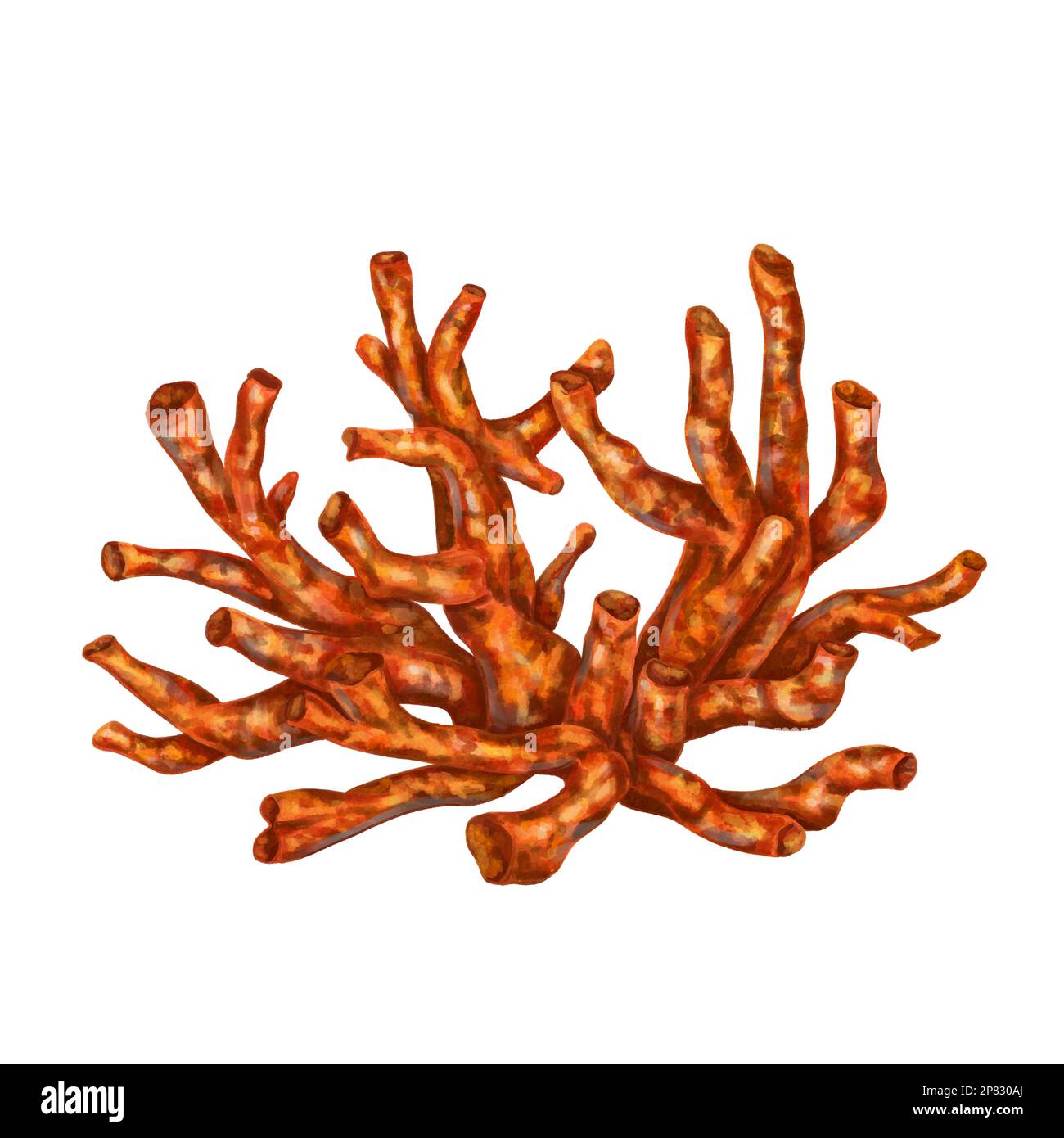 Sea coral is bright red-orange in color. Isolated object on a white ...