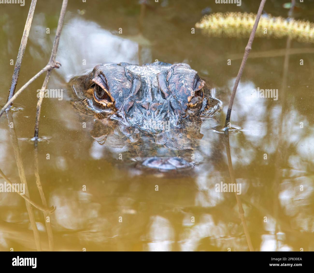 American Alligator Head sitting above the water in a swamp Stock Photo ...