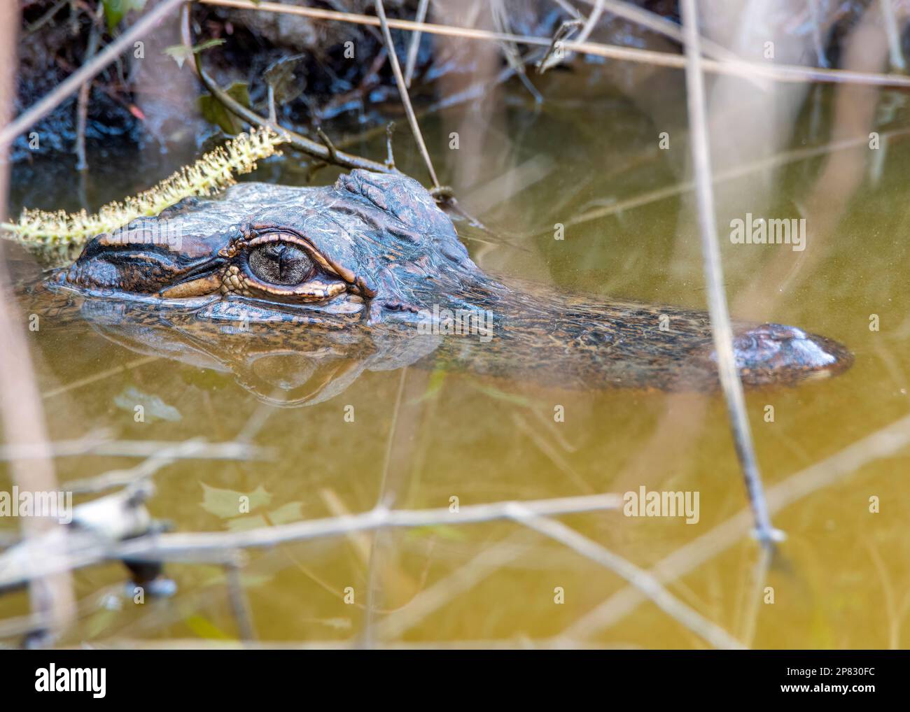 American Alligator Head sitting above the water in a swamp Stock Photo ...