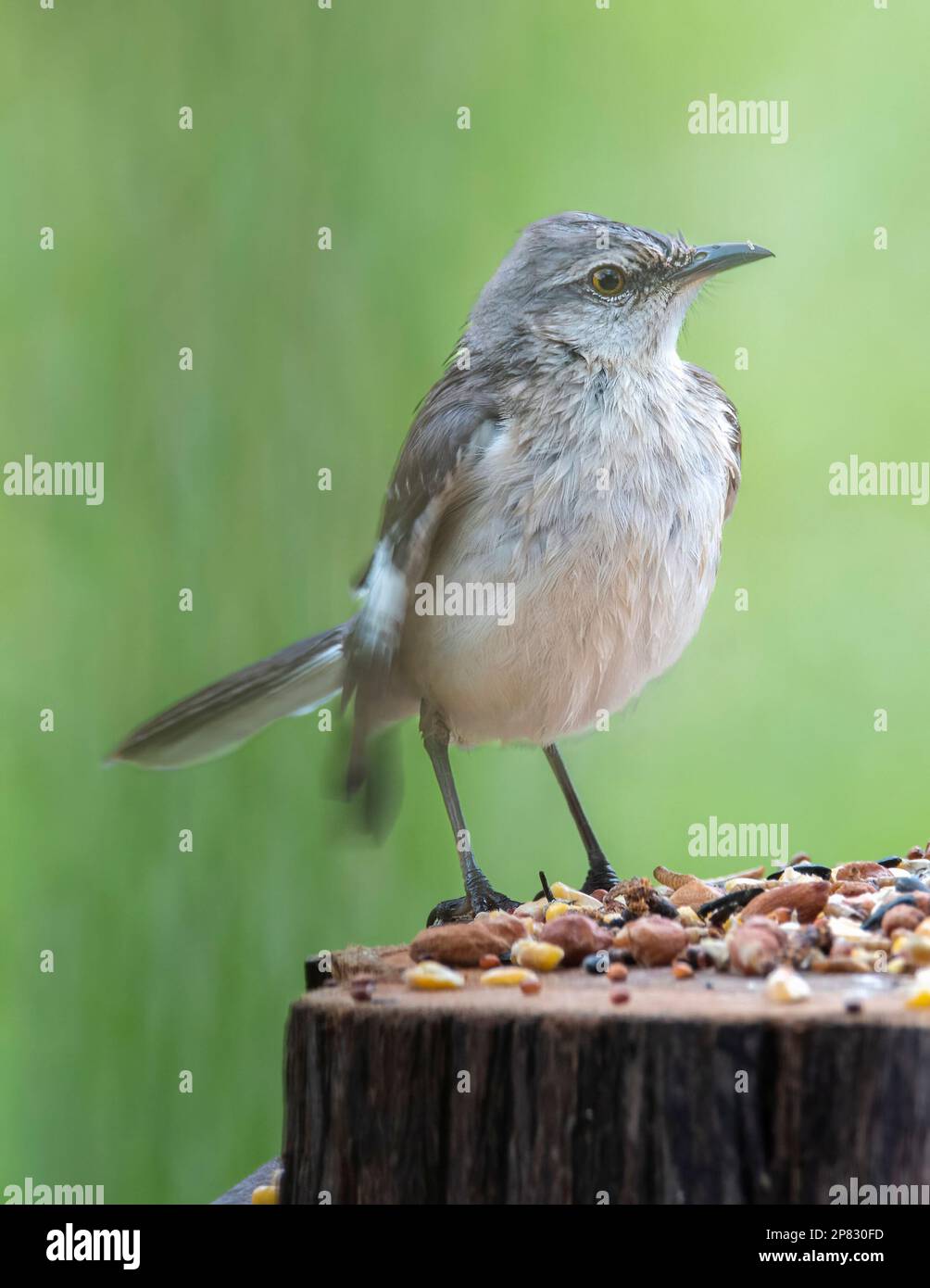 Mockingbird Perched On at a bird feeder looking right Stock Photo - Alamy