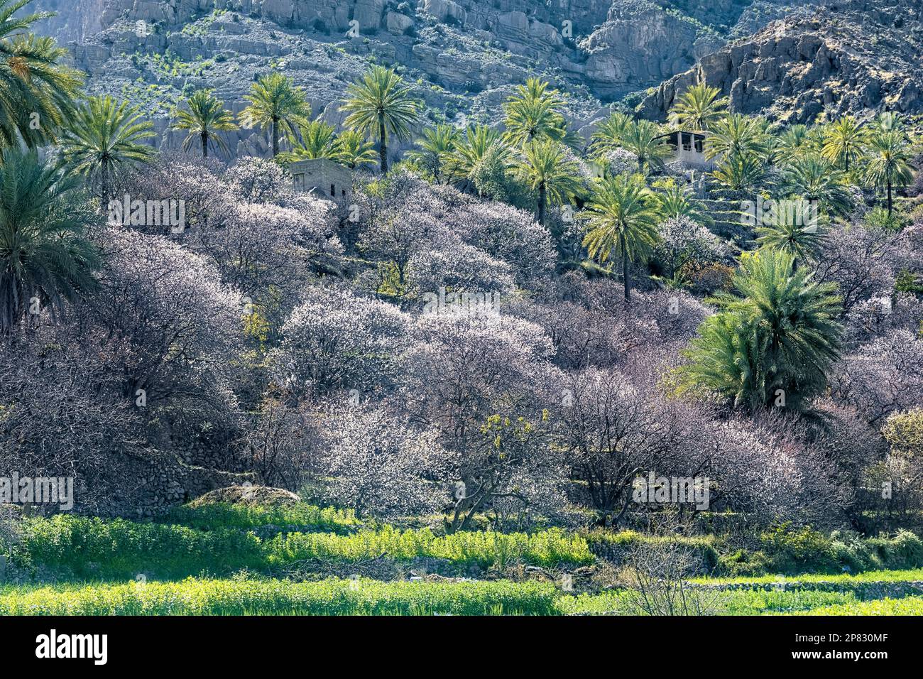 Apricot trees in blossom in the Western Hajar Mountains, Wakan, Oman ...