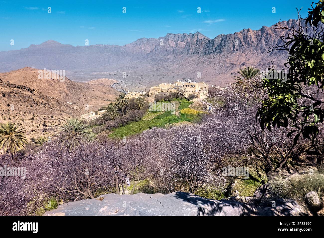 Apricot trees in blossom in the Western Hajar Mountains, Wakan, Oman ...