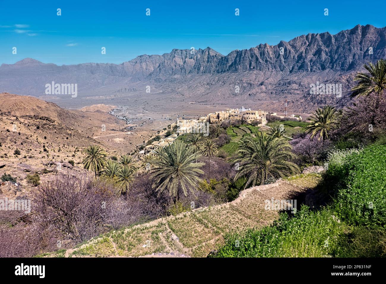 Apricot trees in blossom in the Western Hajar Mountains, Wakan, Oman ...