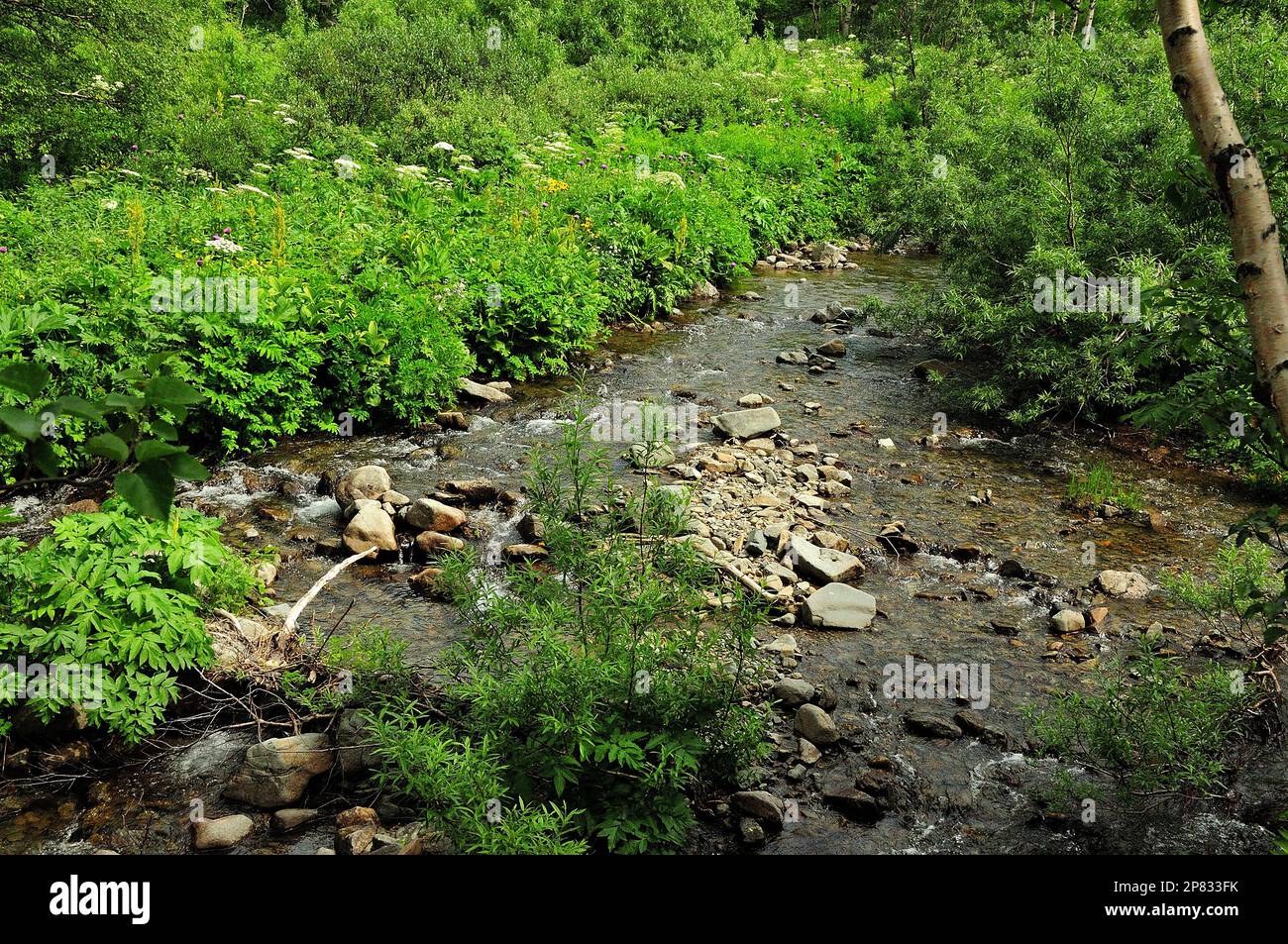 A small shallow stream with a rocky bottom flows through dense forest ...