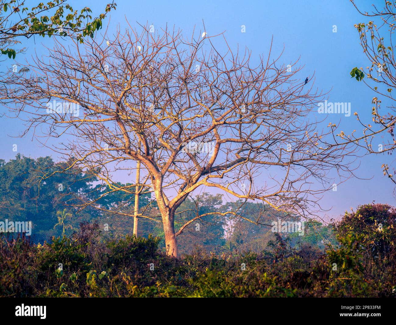 Tree in spring. Fog in the dense forest of Lataguri, Dooars jungle ...