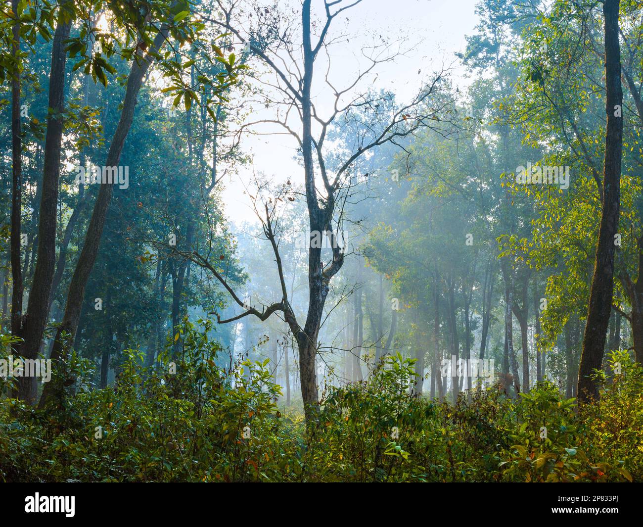 Misty morning in the forest. Fog in the dense forest of Lataguri ...