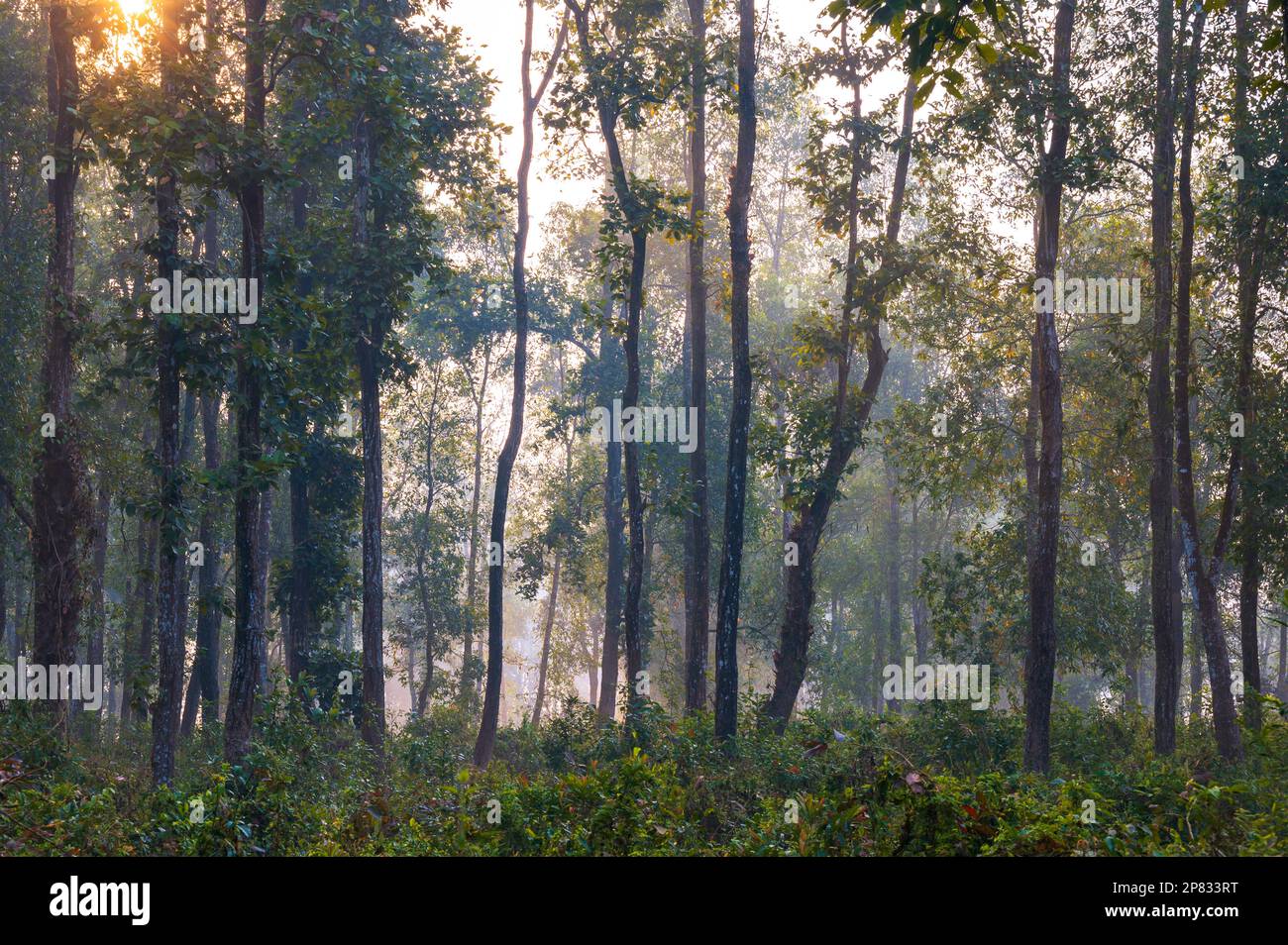 Sunrise in the forest. Fog in the dense forest of Lataguri, Dooars ...