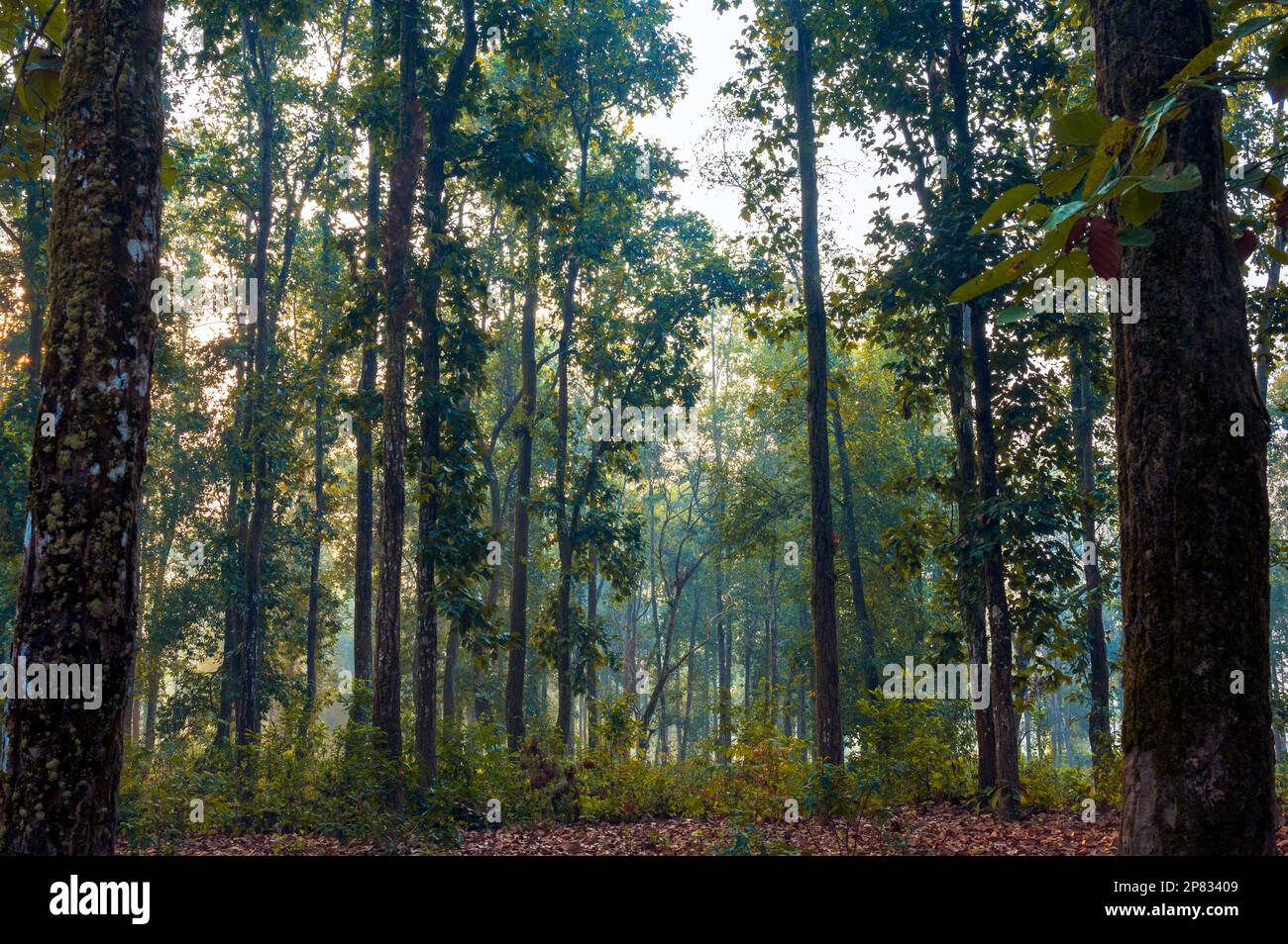 Morning in the forest. Fog in the dense forest of Lataguri, Dooars ...