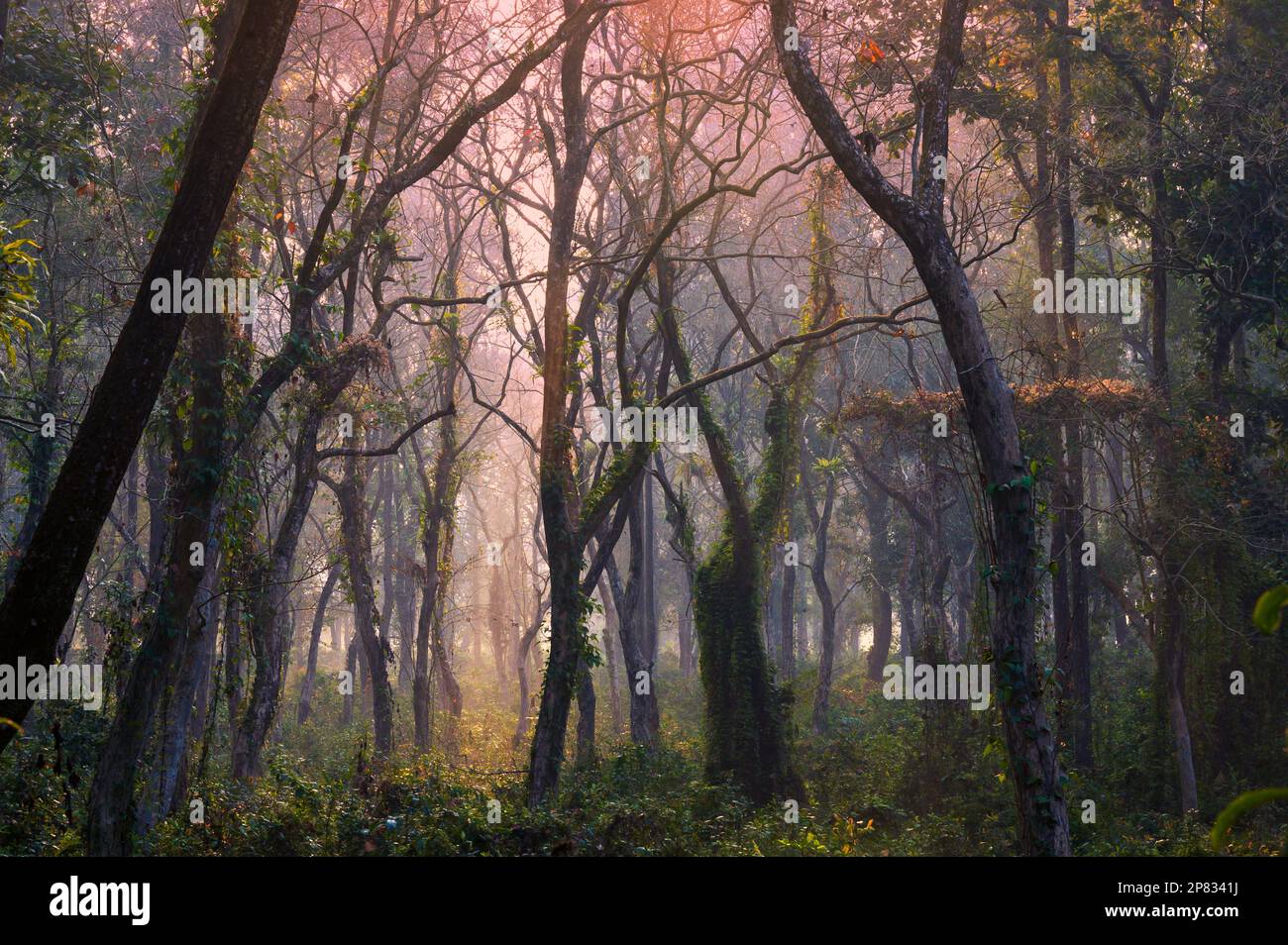 Fog in the forest. The dense forest of Lataguri, Dooars jungle, West ...