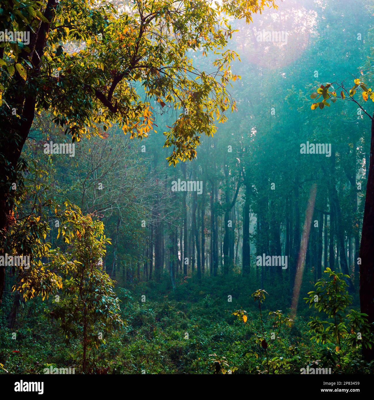 Autumn in the woods. Fog in the forest. The dense forest of Lataguri ...