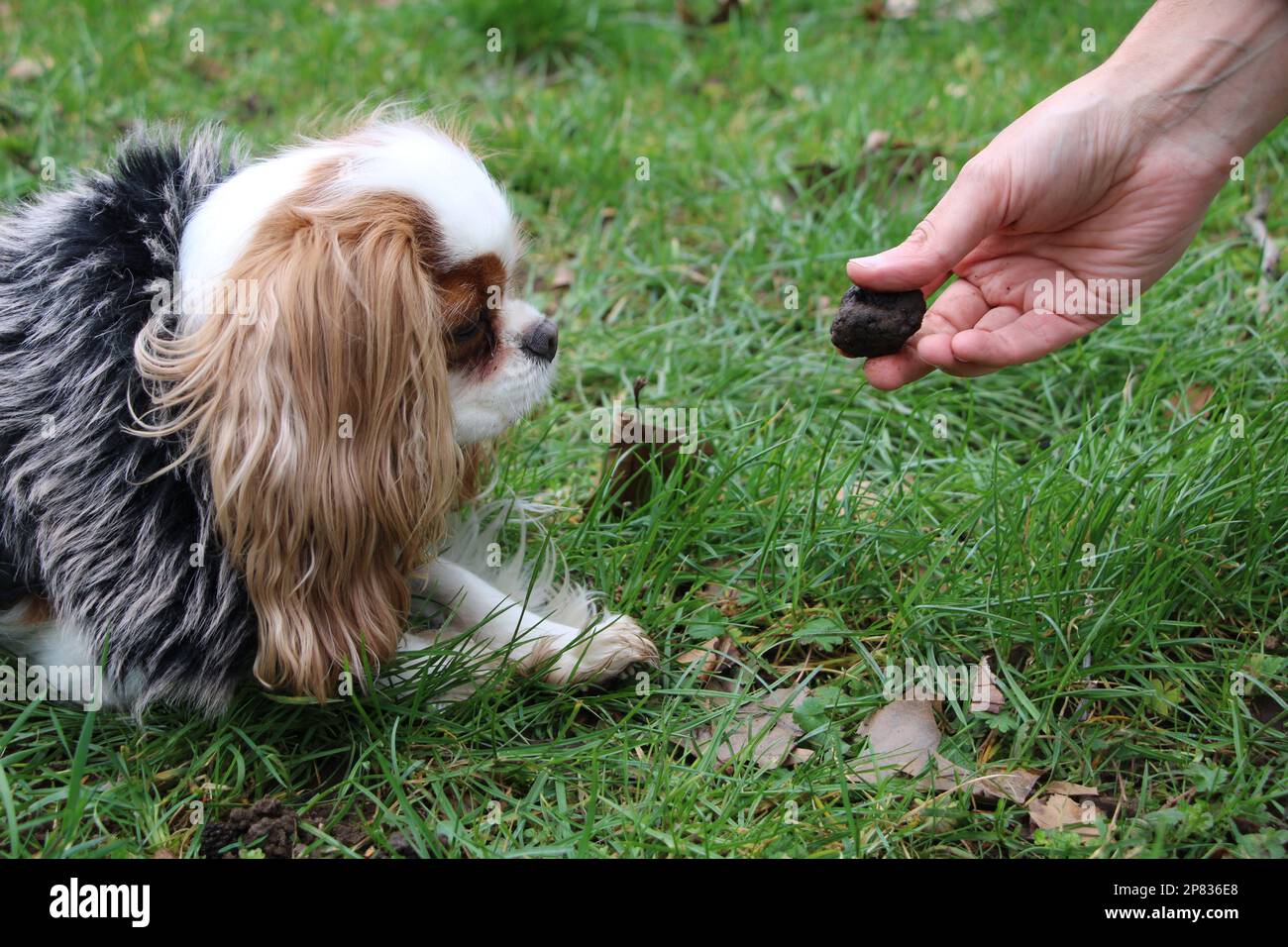 Merzig, Germany. 04th Mar, 2023. A truffle is held out to the Cavalier ...