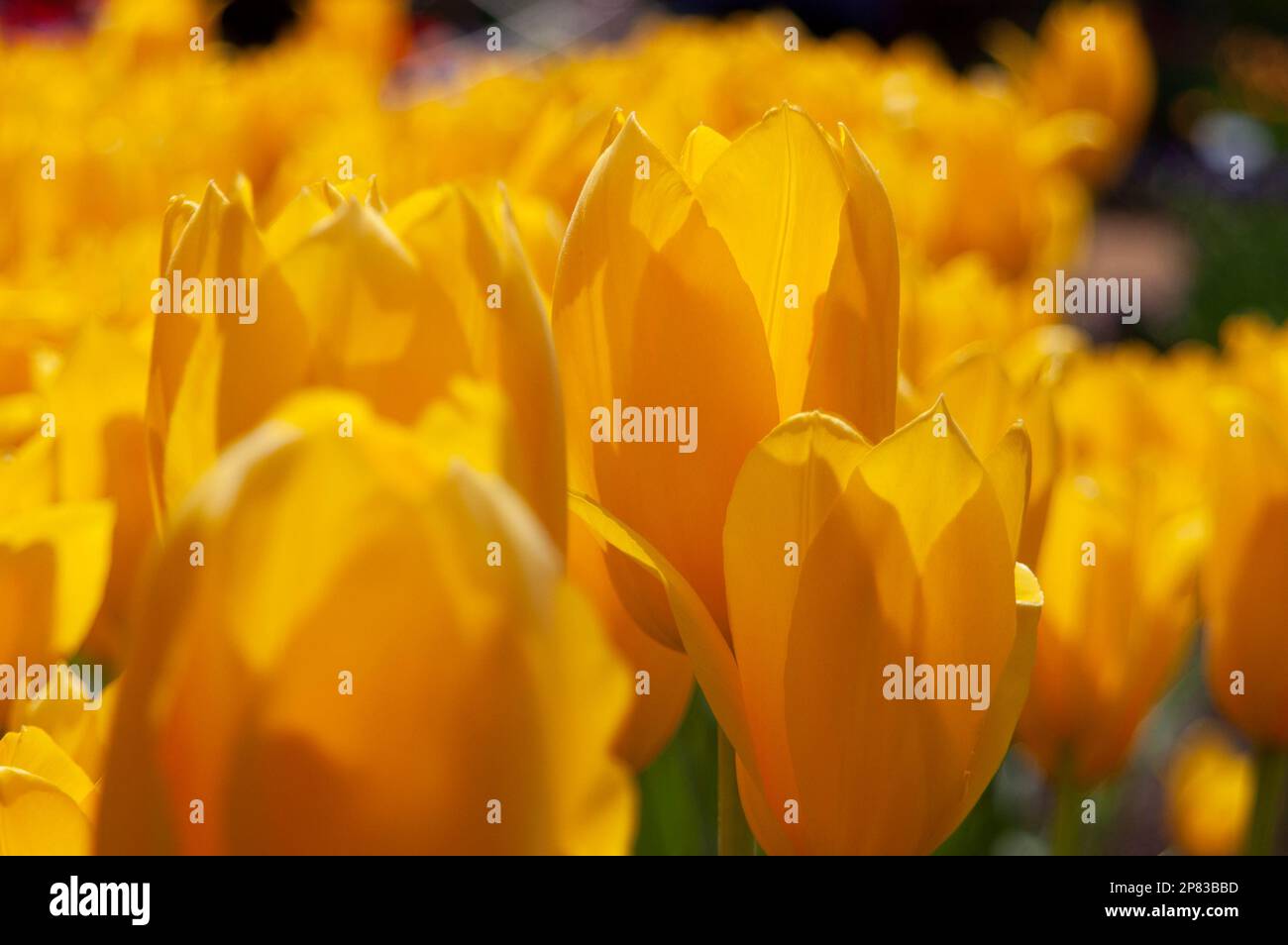 australia spring flowers in nature Stock Photo - Alamy