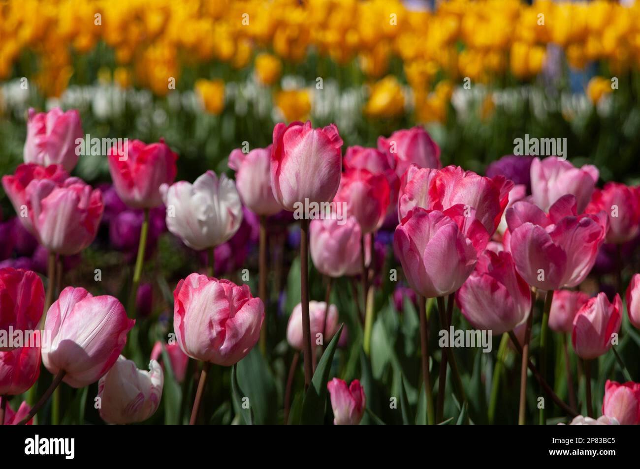australia spring flowers in nature Stock Photo - Alamy