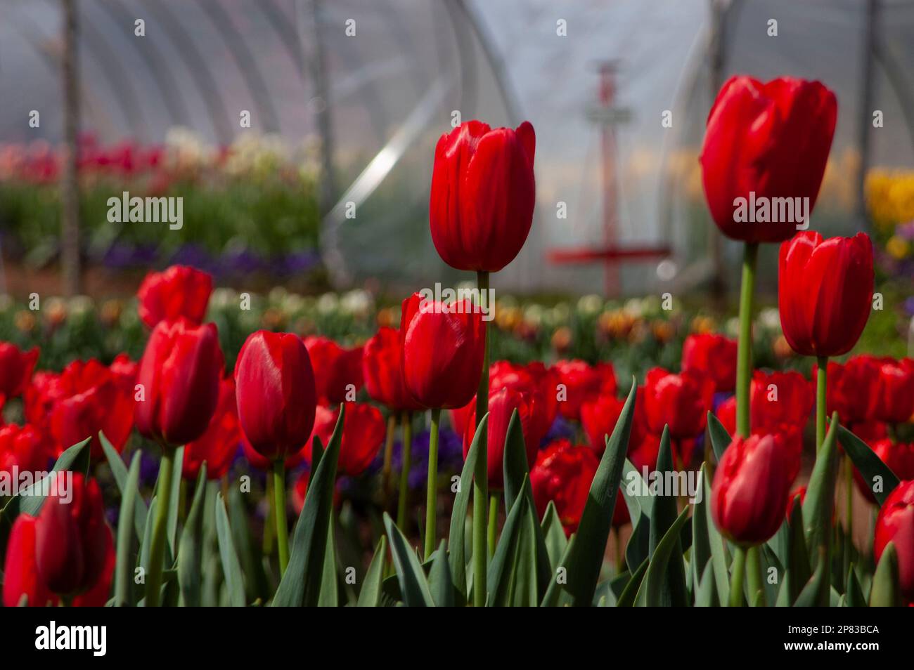australia spring flowers in nature Stock Photo - Alamy