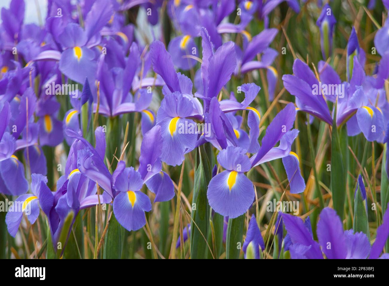 australia spring flowers in nature Stock Photo - Alamy
