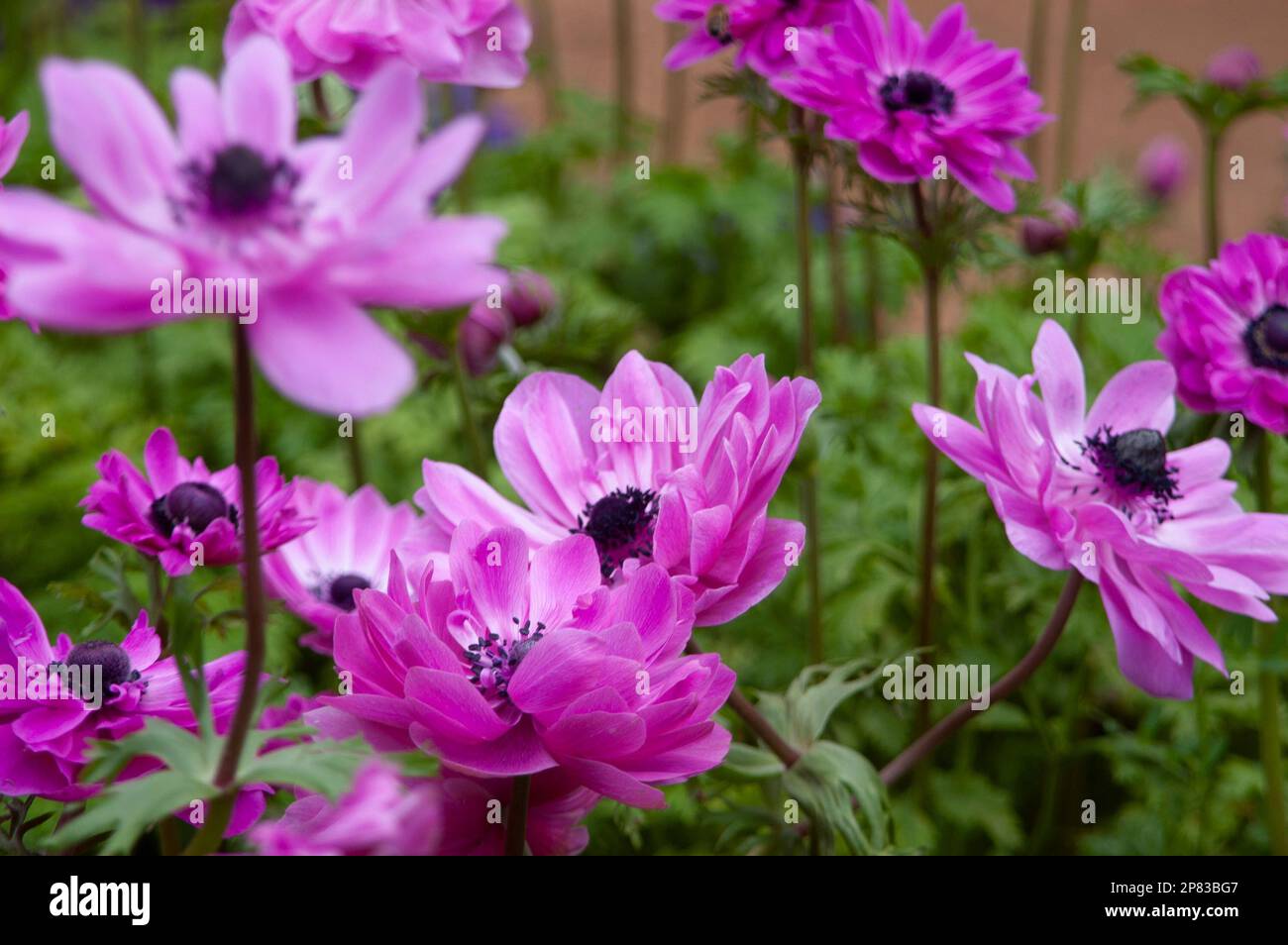 Australia background backdrop nature hi-res stock photography and ...