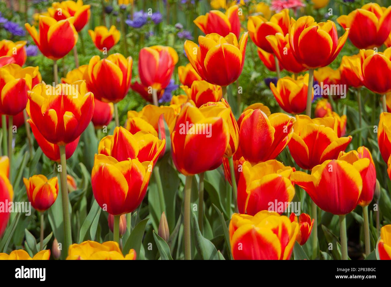 australia spring flowers in nature Stock Photo - Alamy