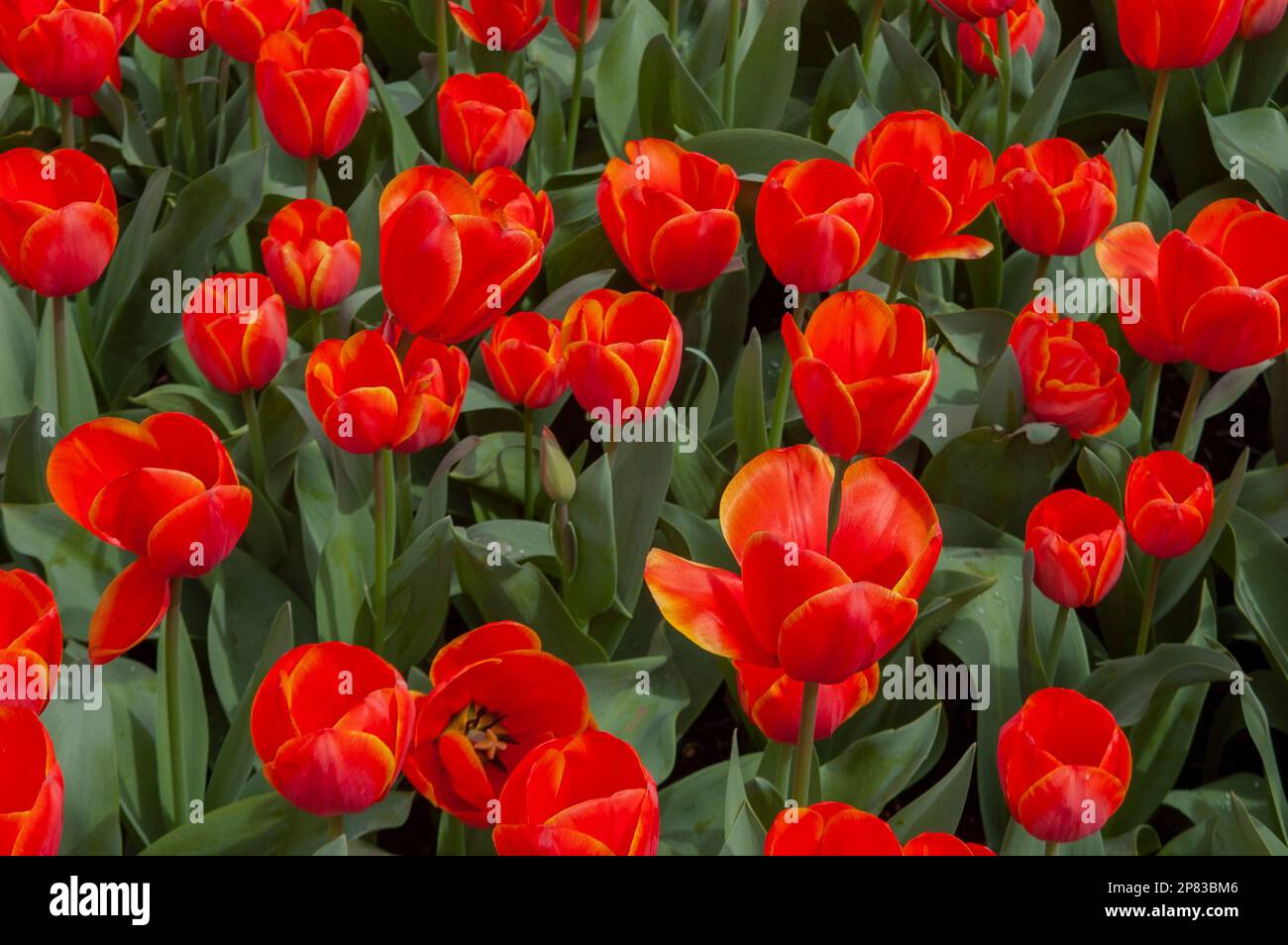 australia spring flowers in nature Stock Photo - Alamy