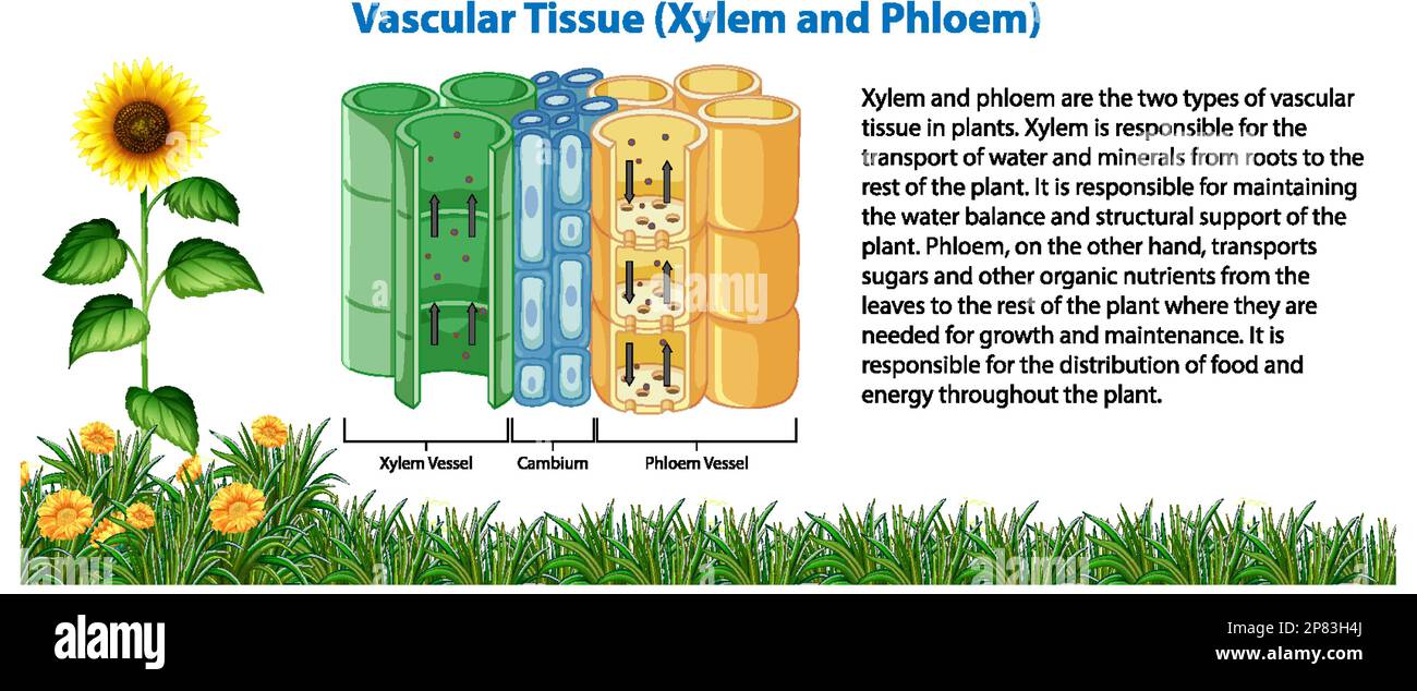 Vascular Tissue Xylem And Phloem