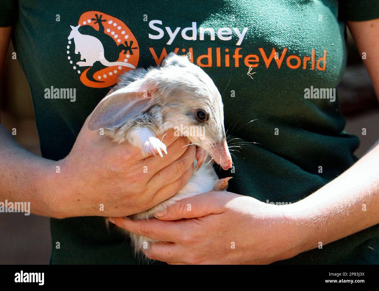 Keeper Kate Blount holds a female bilby, Australia's most endangered ...
