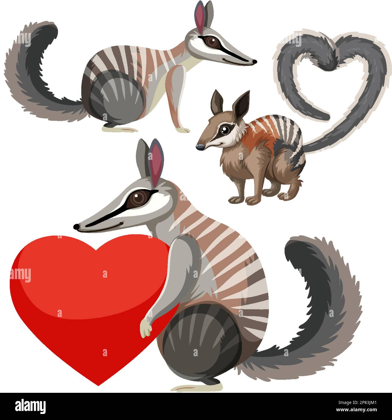 Numbat animal Cut Out Stock Images & Pictures - Alamy