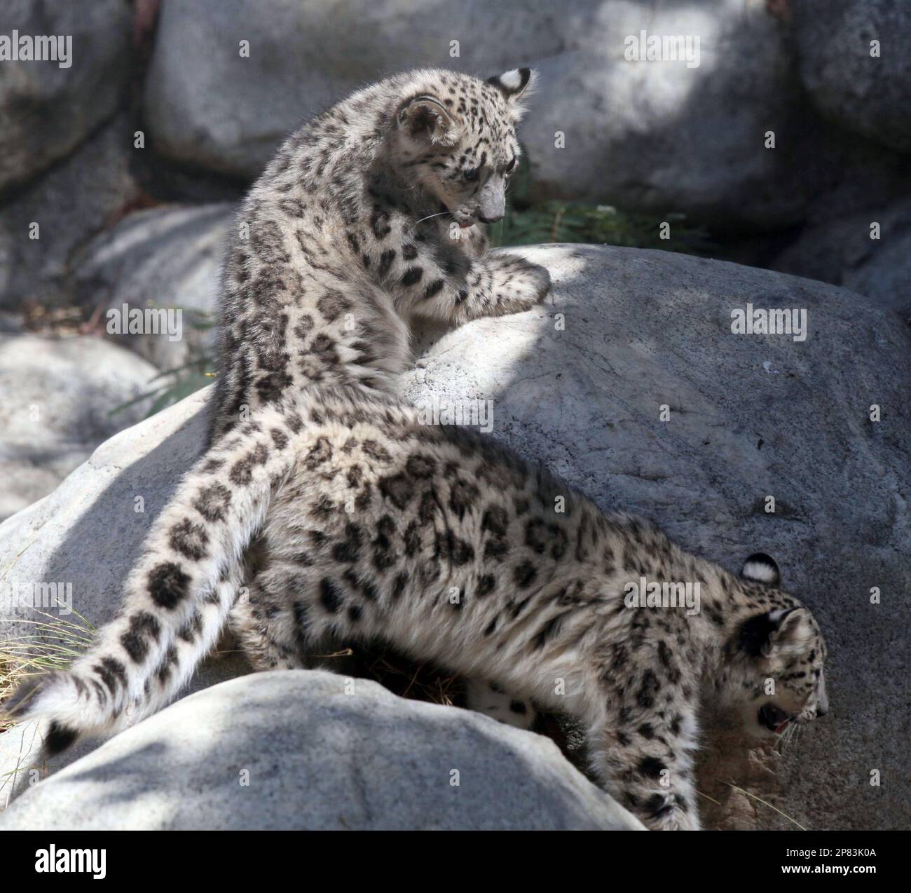 A pair of rare snow leopard cubs, a brother and sister, born at the Los ...