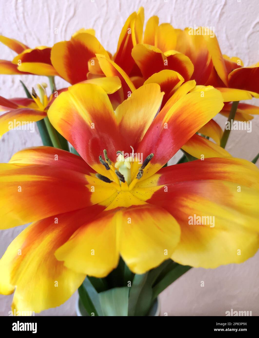 Beautiful Bright Red Orange Yellow Tulip flower close-up Stock Photo ...
