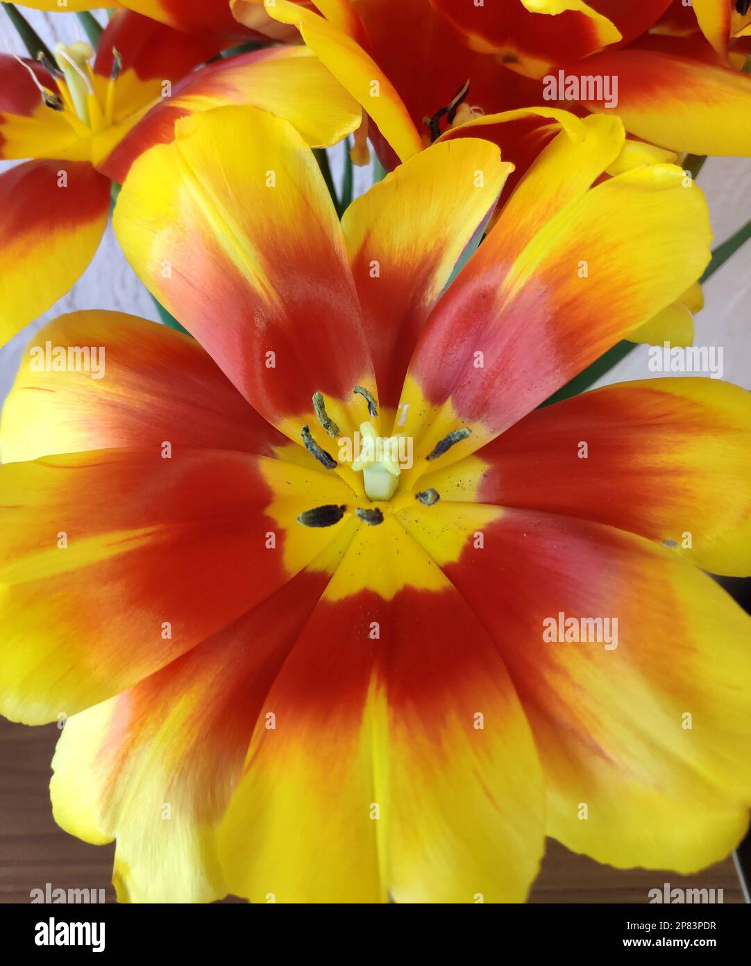 Beautiful Bright Red Orange Yellow Tulip flower close-up Stock Photo ...