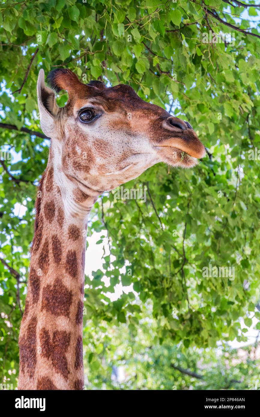 Close-up giraffe head on green leaves background. Giraffes head against ...