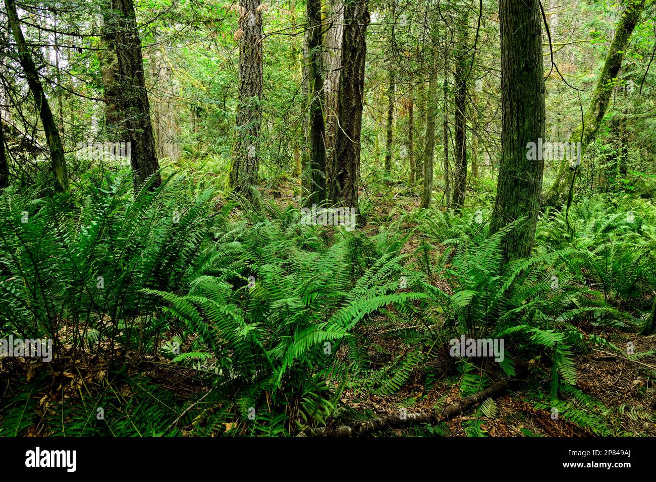 Coastal vegetation plant plants hi-res stock photography and images - Alamy