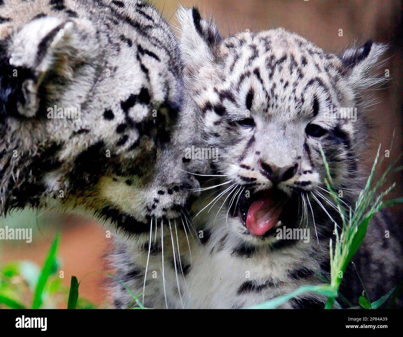 Two-month-old snow leopard cub Yukichi reacts while being licked by his ...