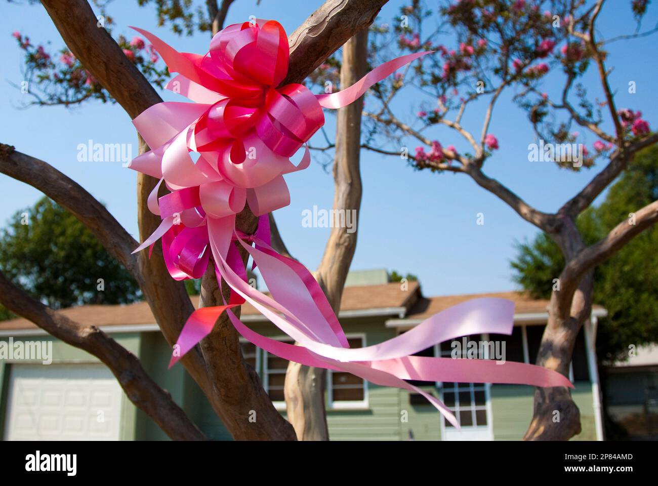 A pink ribbon hangs on a tree in front of the Riverside, Calif. home of ...