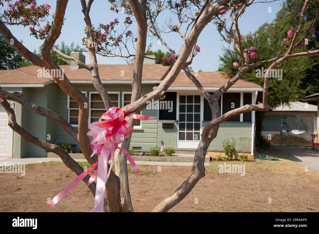 A pink ribbon hangs on a tree in front of the Riverside, Calif. home of ...
