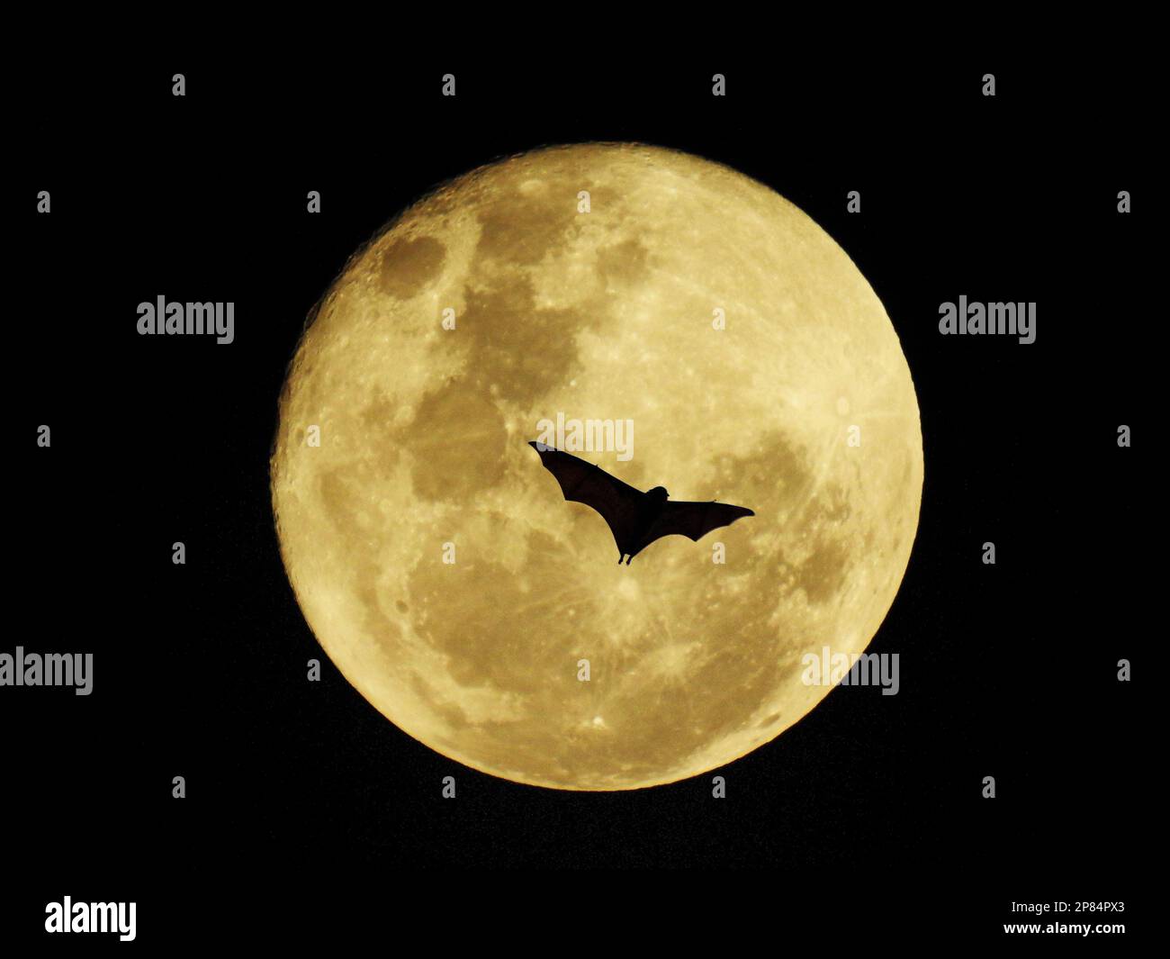 Bat night sky moon hi-res stock photography and images - Alamy