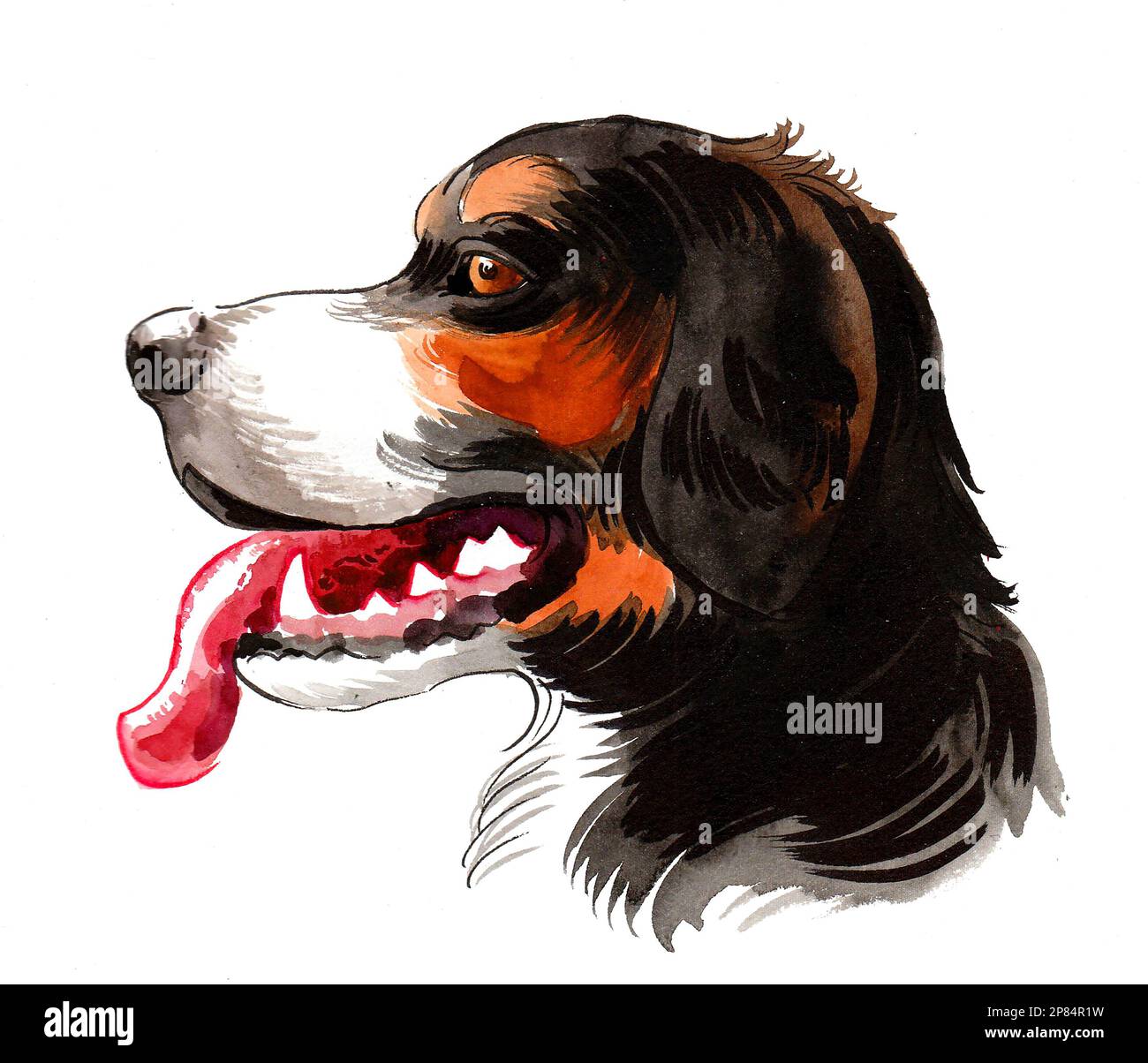 Cute dog head. Ink and watercolor drawing Stock Photo - Alamy